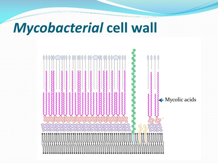 PPT - ANTI-TUBERCULOSIS DRUGS PowerPoint Presentation - ID:2176860