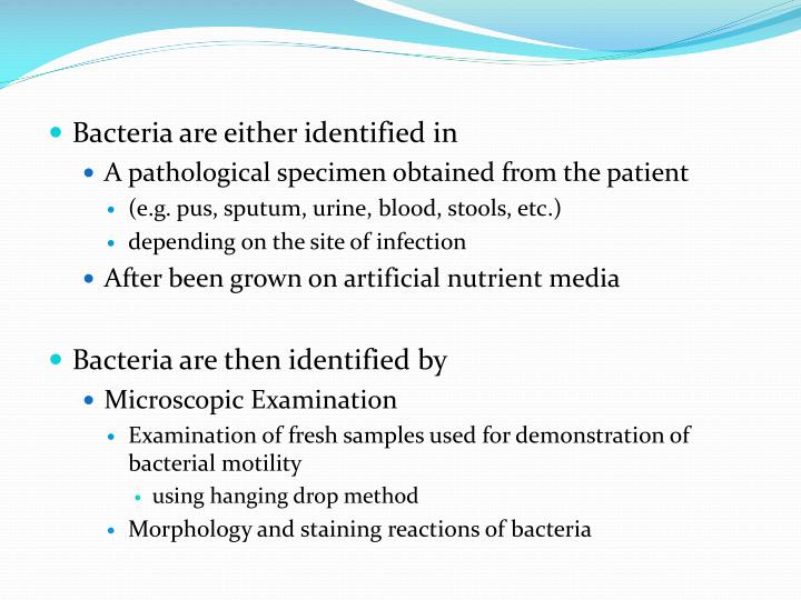 PPT - Laboratory Methods For Identification Of Bacteria PowerPoint ...