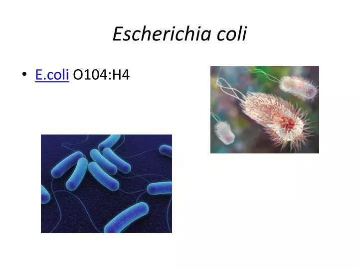 PPT - Escherichia coli PowerPoint Presentation, free download - ID:2176915