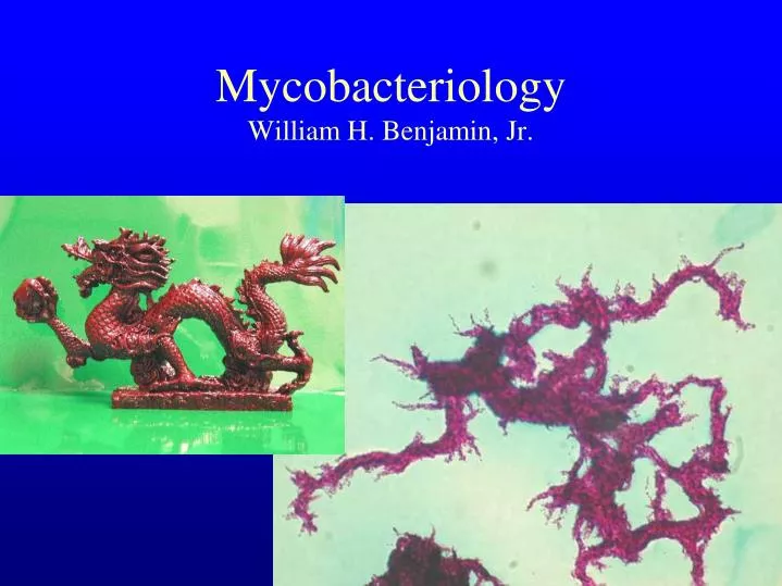 PPT - Mycobacteriology William H. Benjamin, Jr. PowerPoint Presentation ...