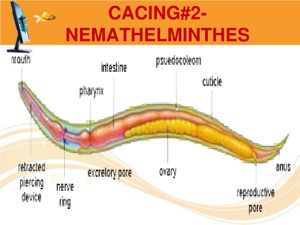 PPT - KINGDOM ANIMALIA all about wormy PowerPoint Presentation, free ...