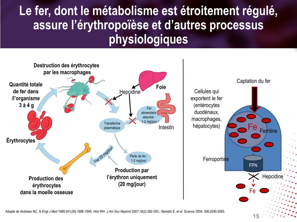 PPT - Allez de l’avant avec l’anémie ferriprive PowerPoint Presentation ...