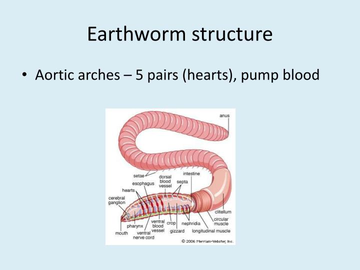 PPT - Phylum: Annelida PowerPoint Presentation - ID:2177326