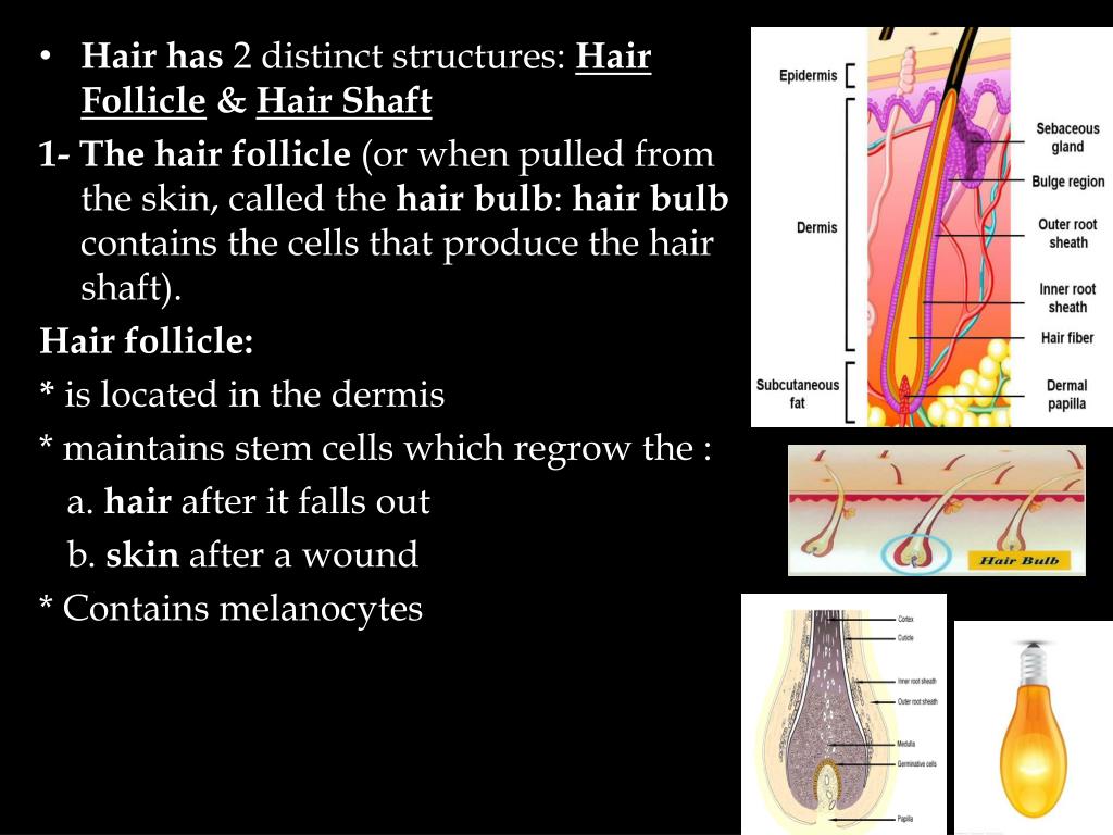PPT - Hair and Hair Disorders By: Dr. Faraedon Kaftan College of ...