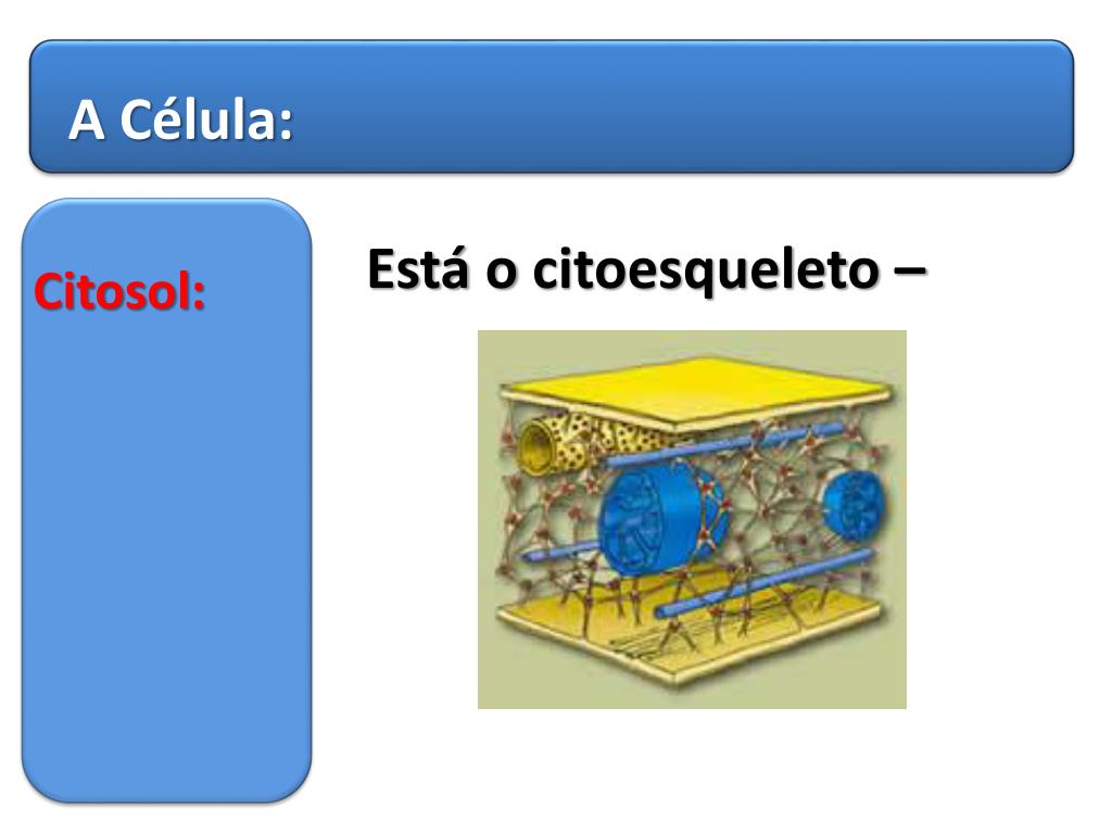 PPT - Matriz citoplasmática ou hialoplasma; PowerPoint Presentation ...
