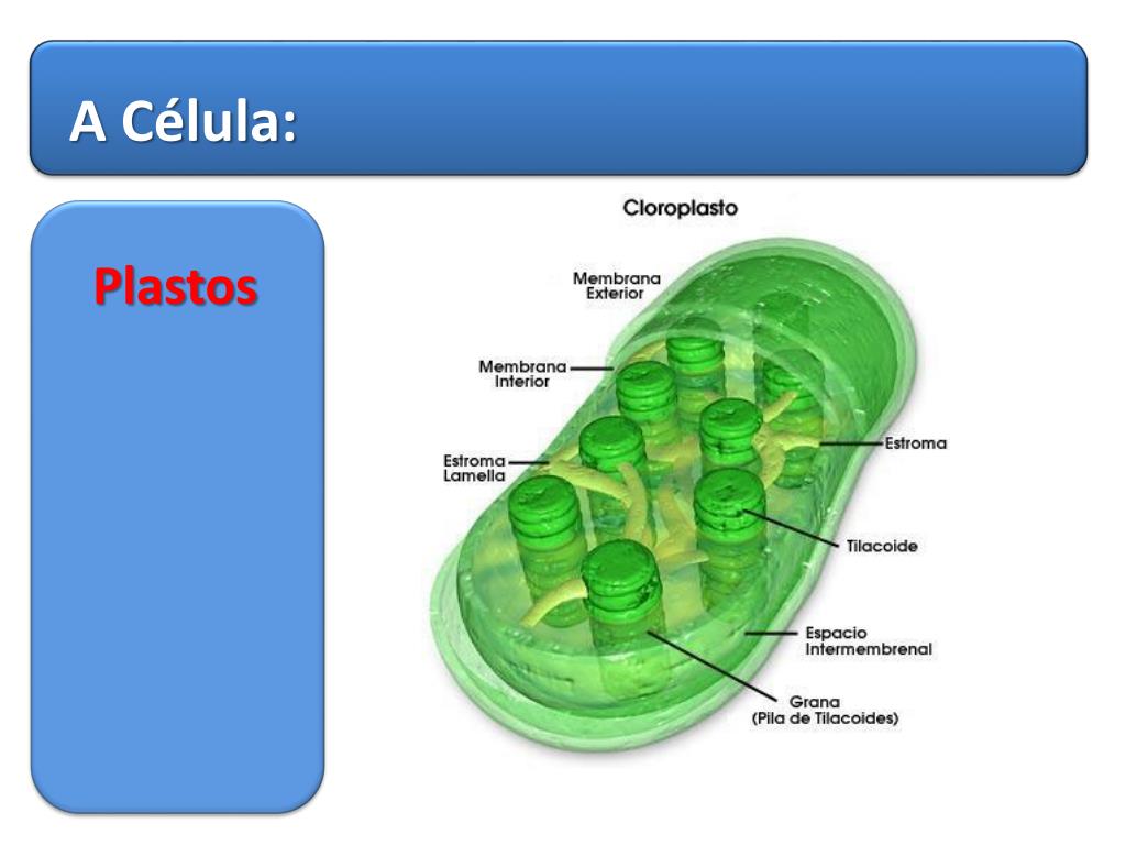 PPT - Matriz citoplasmática ou hialoplasma; PowerPoint Presentation ...