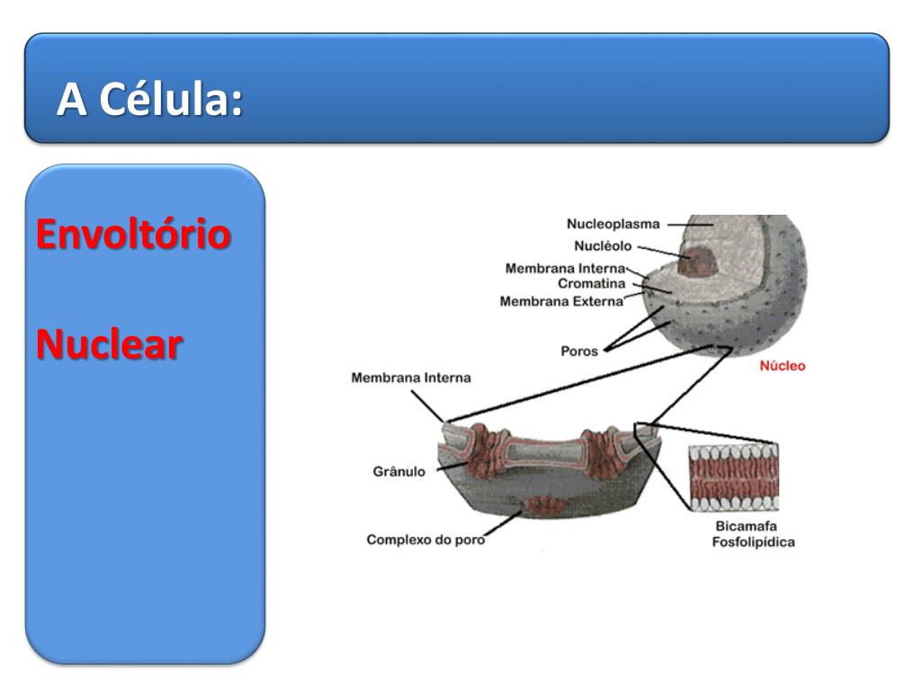 PPT - Matriz citoplasmática ou hialoplasma; PowerPoint Presentation ...