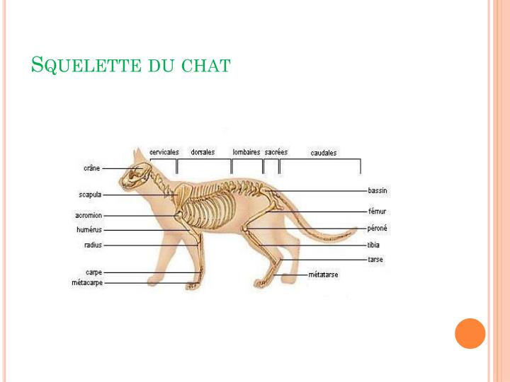 PPT - Le corps du chat PowerPoint Presentation - ID:2177805