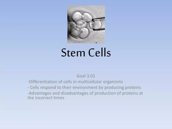 PPT - Stem Cells PowerPoint Presentation, free download - ID:2177828
