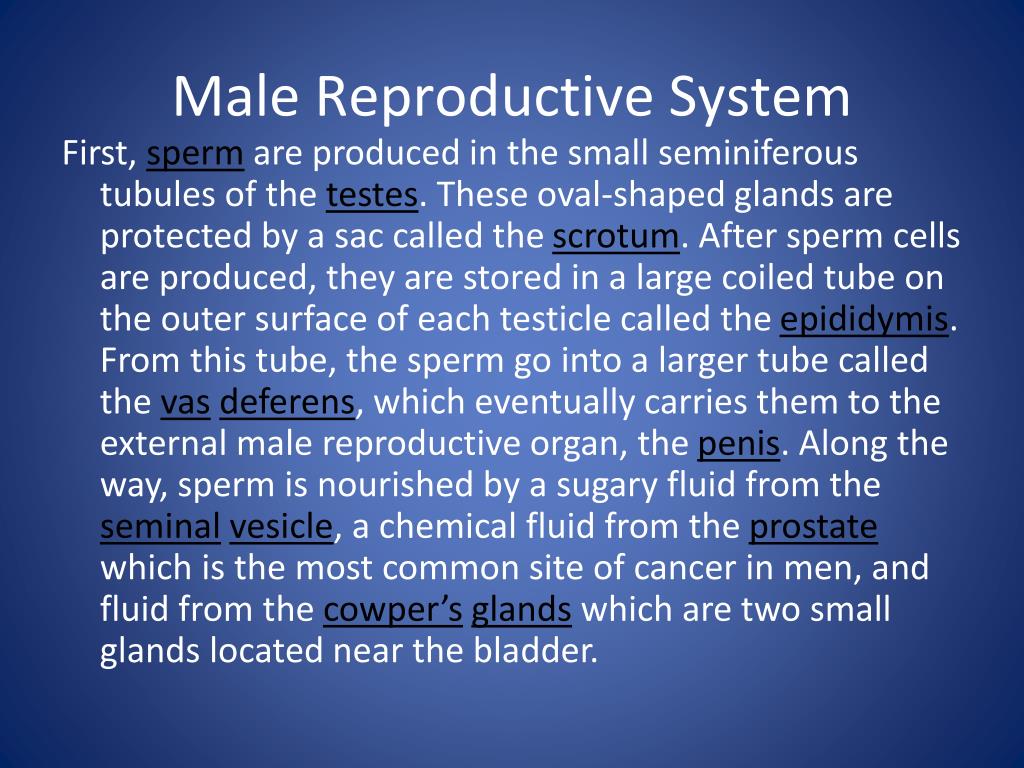 PPT - Welcome to the SEX ED UNIT PowerPoint Presentation, free download ...