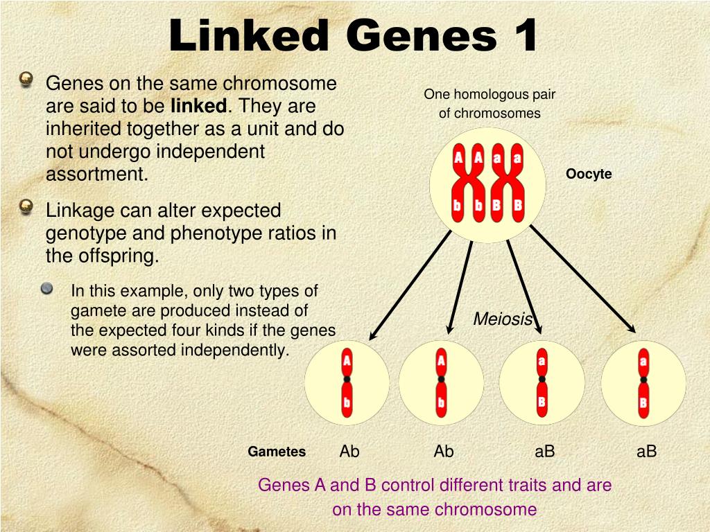 Ppt Linked Genes Sex Linkage And Pedigrees Powerpoint Presentation