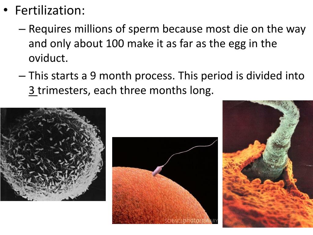PPT - 3.14 Pregnancy: Fertilization to Birth PowerPoint Presentation ...
