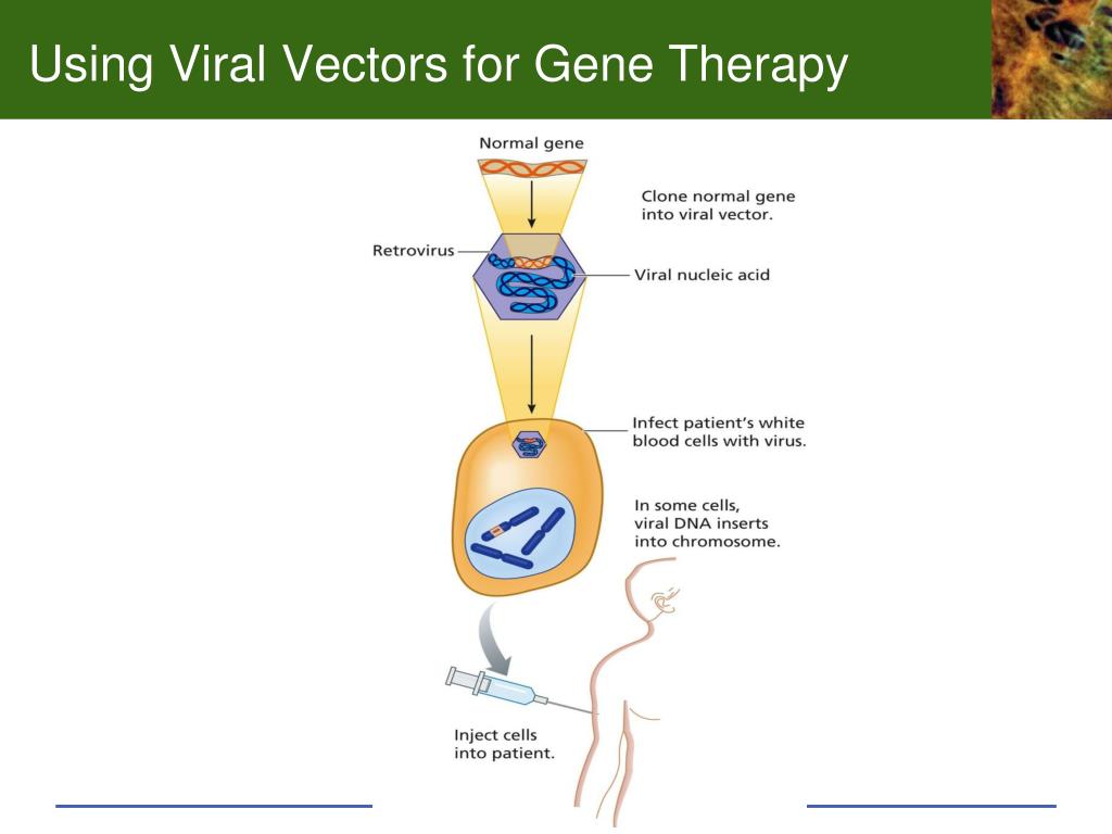 PPT - Reproductive Technology, Genetic Testing, and Gene Therapy ...