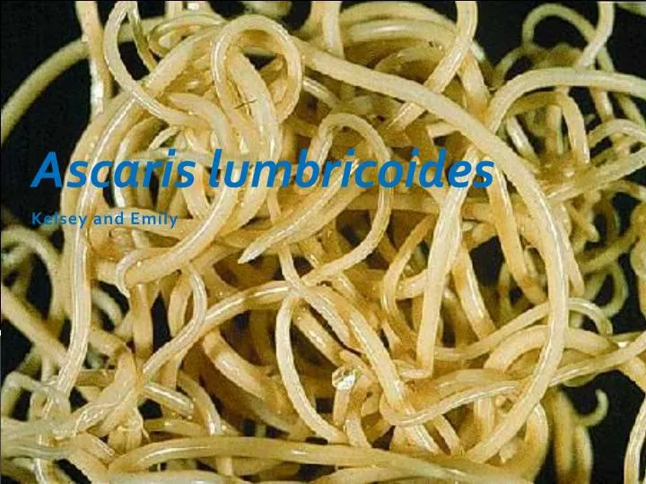 PPT - Ascaris lumbricoides PowerPoint Presentation, free download - ID ...