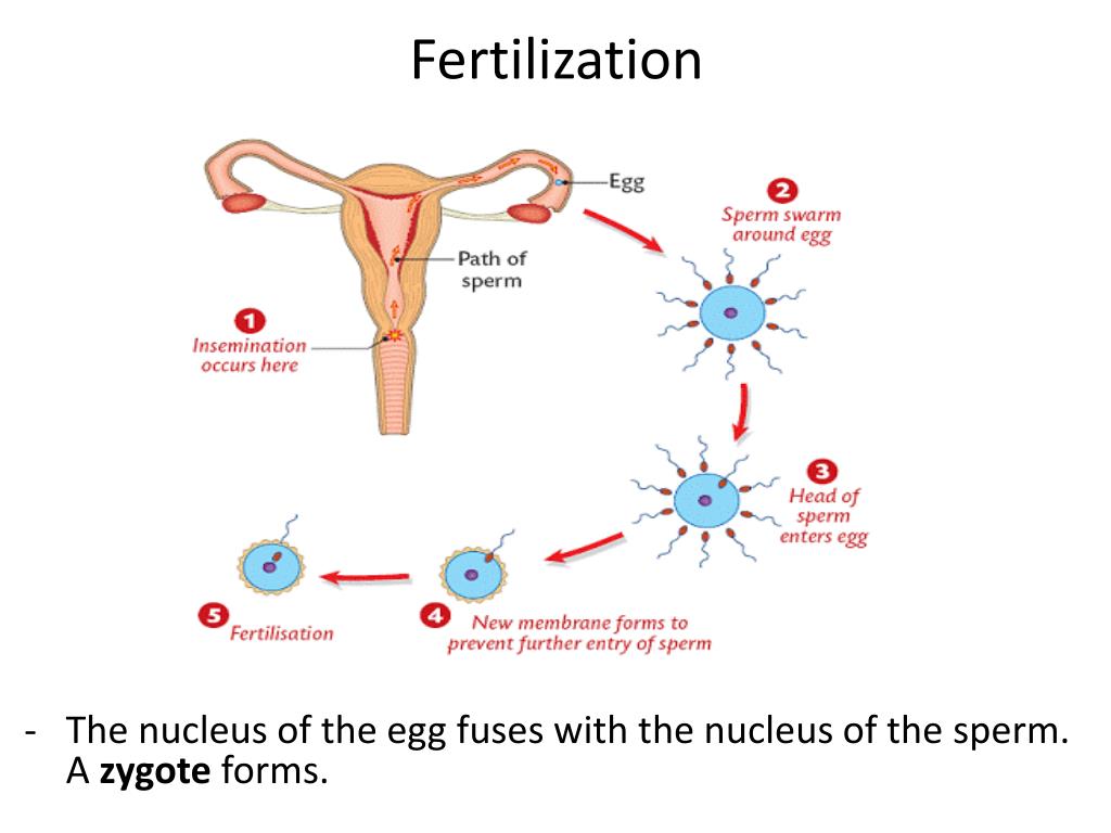 What Is Fertilization Explain Its Types At Virginia Lyman Blog