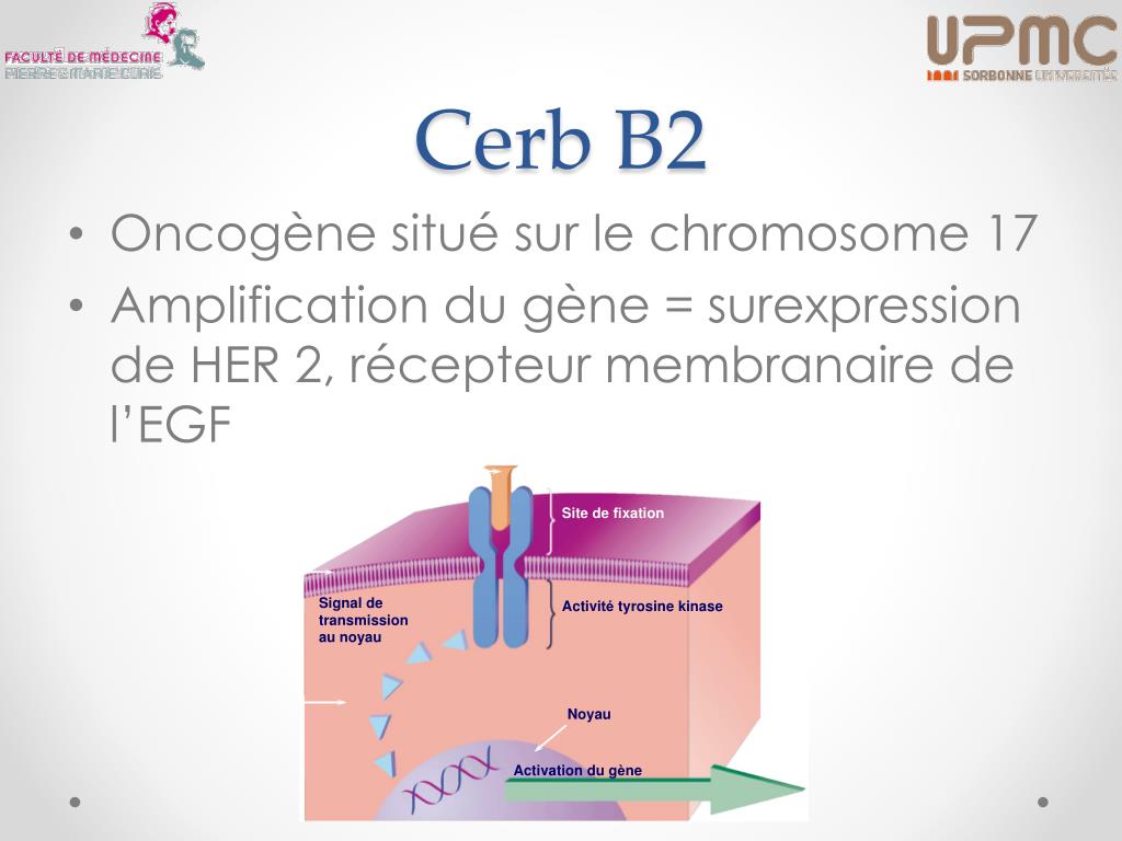 PPT - Facteurs pronostiques du cancer du sein PowerPoint Presentation ...