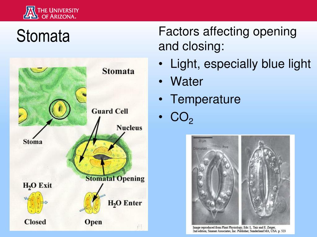PPT - Soil and Water Kelly Young UA Cooperative Extension PowerPoint ...