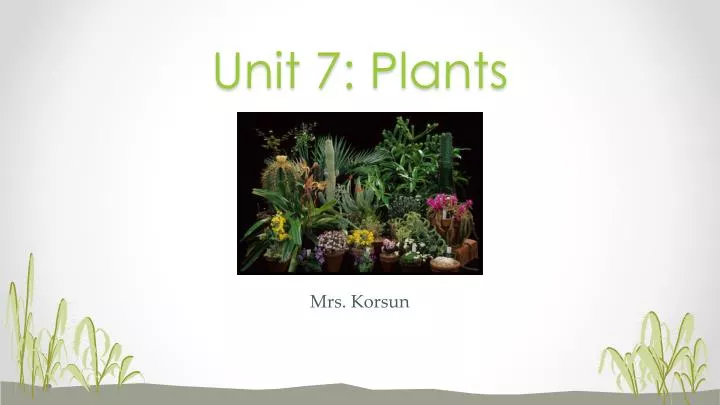 PPT - Unit 7: Plants PowerPoint Presentation, free download - ID:2178269