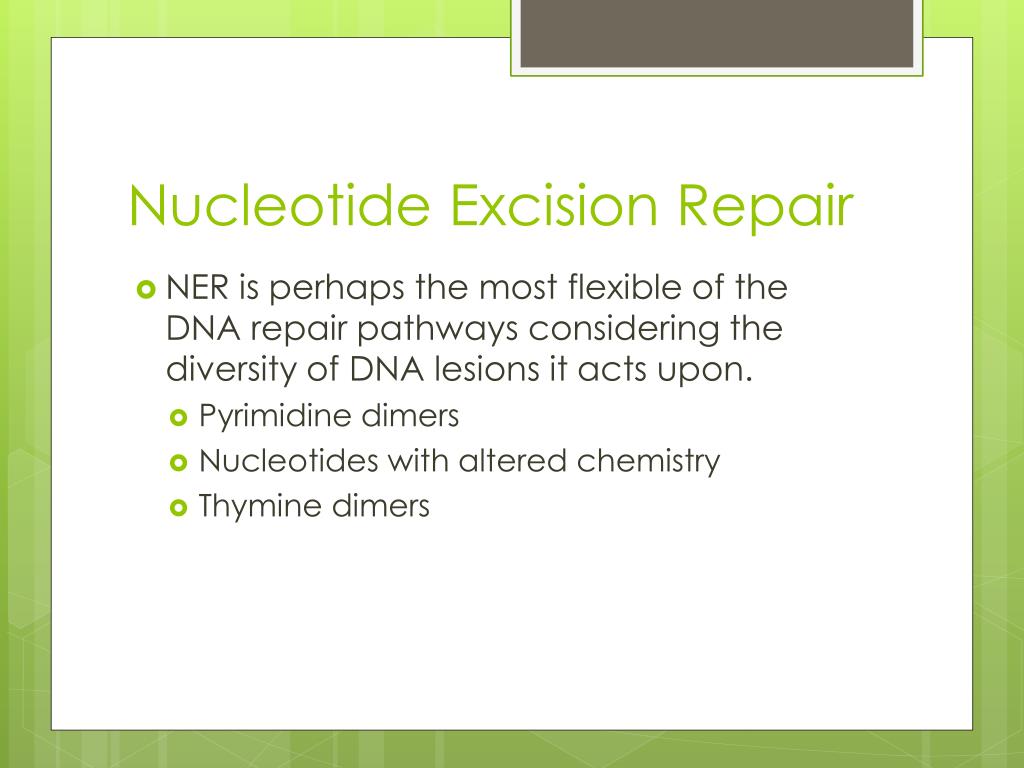 PPT - DNA Repair Nucleotide Excision Repair XP and CS PowerPoint ...
