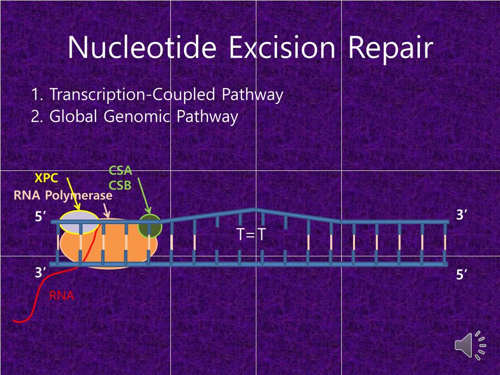 PPT - DNA Repair Nucleotide Excision Repair XP and CS PowerPoint ...