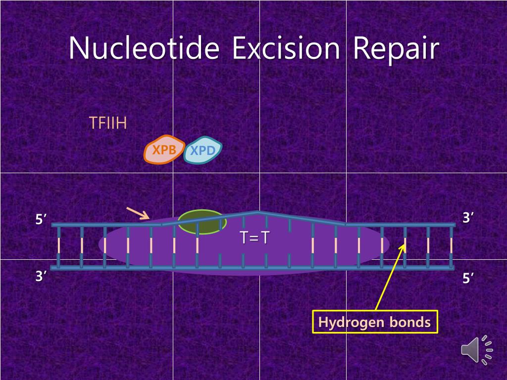 PPT - DNA Repair Nucleotide Excision Repair XP and CS PowerPoint ...