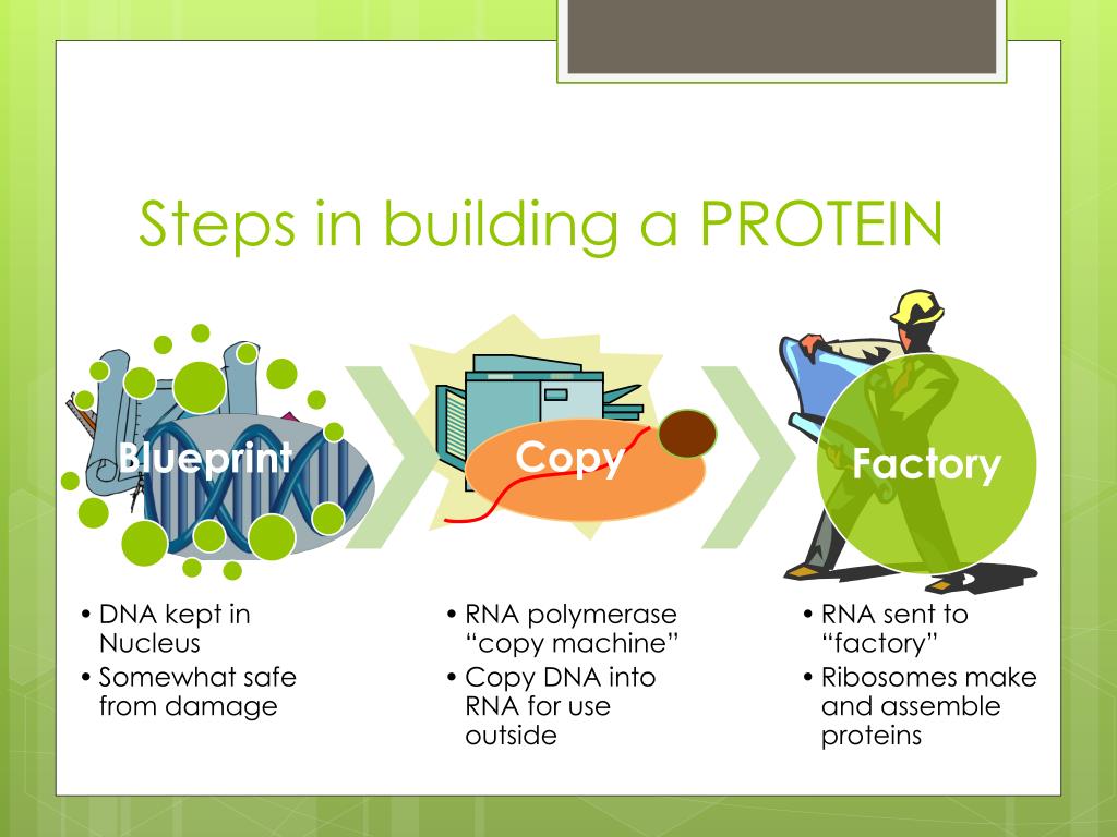 PPT - DNA Repair Nucleotide Excision Repair XP and CS PowerPoint ...