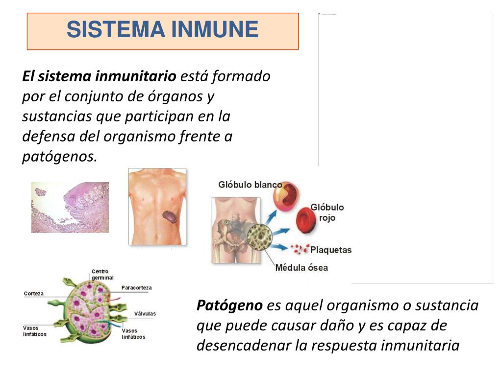 Ppt Sistema Inmune Powerpoint Presentation Free Download Id 2178306