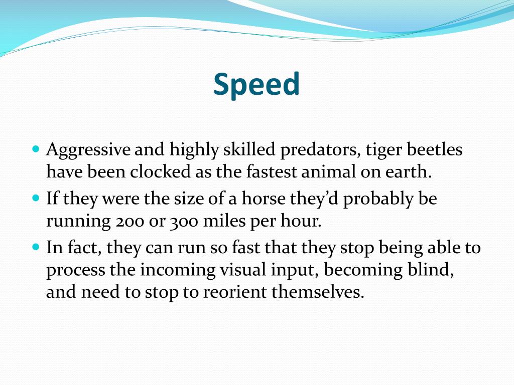PPT - PURITAN TIGER BEETLE Cicindela puritana PowerPoint Presentation ...