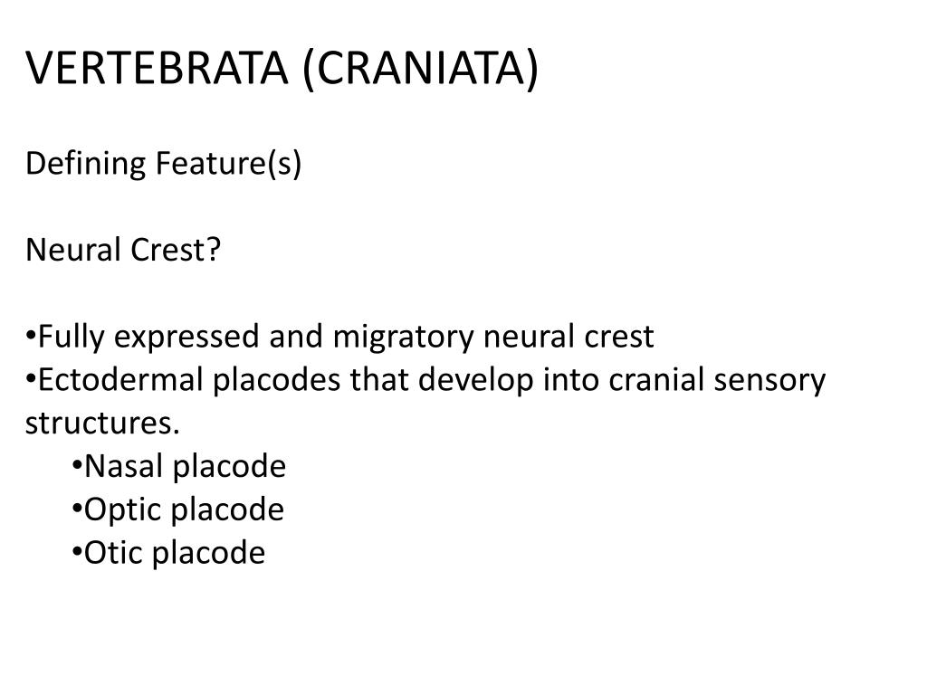 PPT - Stuart S. Sumida Biology 342 Phylogey of Basal Chordata ...