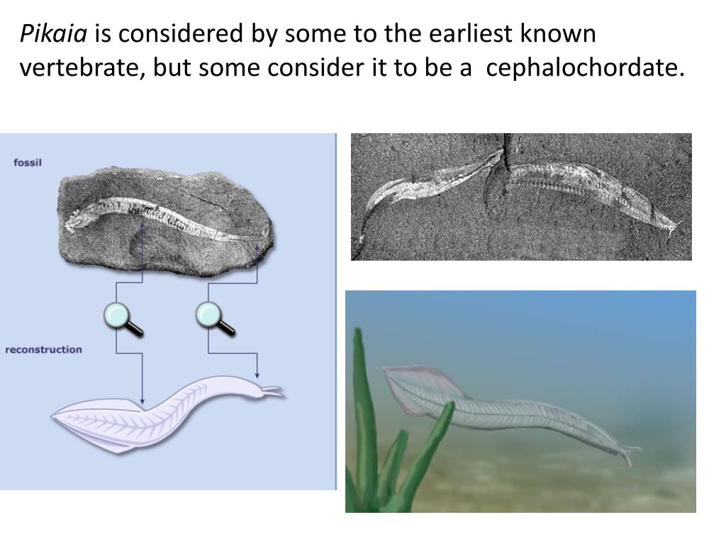 PPT - Stuart S. Sumida Biology 342 Phylogey of Basal Chordata ...