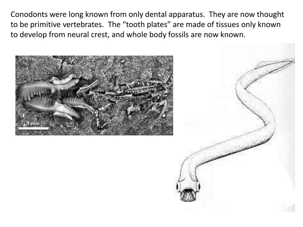 PPT - Stuart S. Sumida Biology 342 Phylogey of Basal Chordata ...
