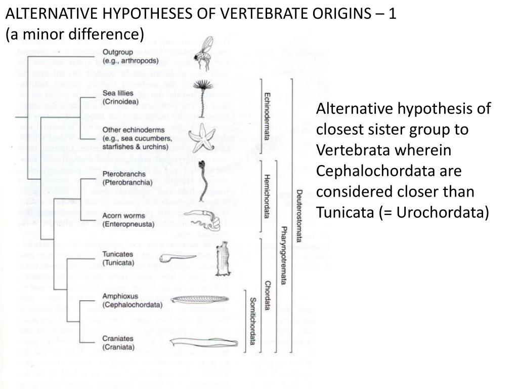 PPT - Stuart S. Sumida Biology 342 Phylogey of Basal Chordata ...