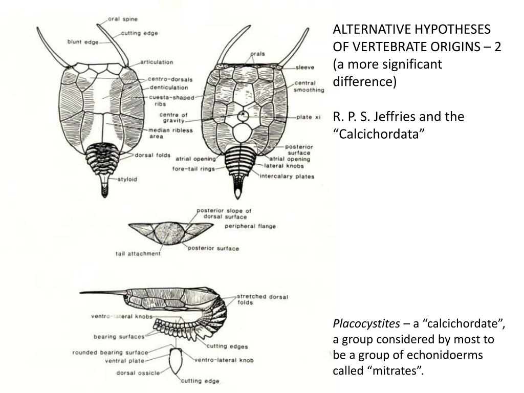 PPT - Stuart S. Sumida Biology 342 Phylogey of Basal Chordata ...