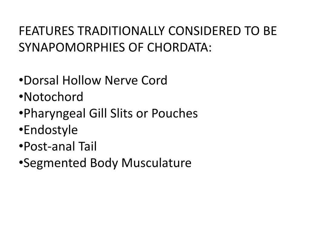 PPT - Stuart S. Sumida Biology 342 Phylogey of Basal Chordata ...