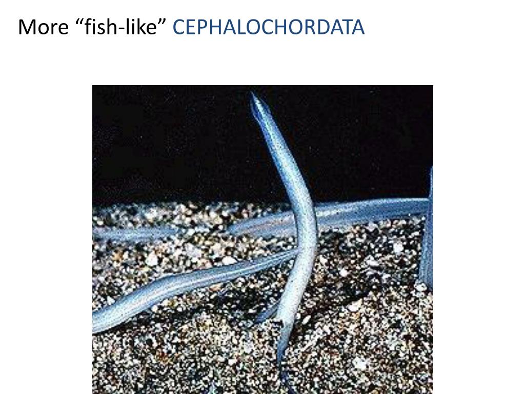 PPT - Stuart S. Sumida Biology 342 Phylogey of Basal Chordata ...