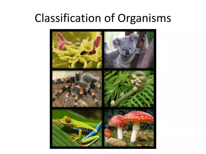 PPT - Classification of Organisms PowerPoint Presentation, free ... PPT - Classification of Organisms PowerPoint Presentation, free ...