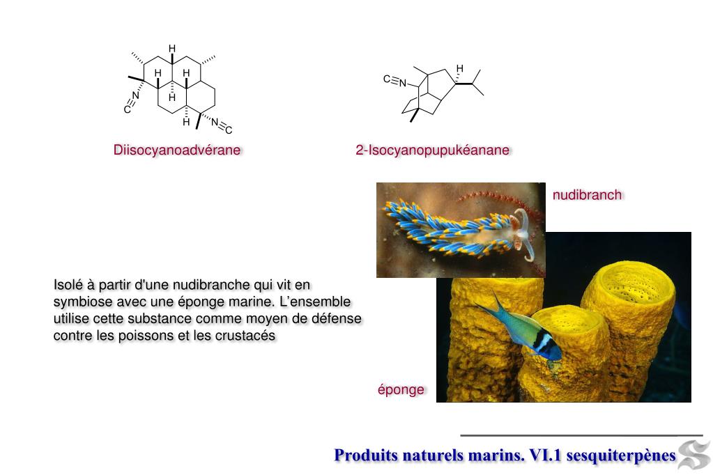 PPT - Produits naturels marins. VI.1 monoterpènes PowerPoint ...