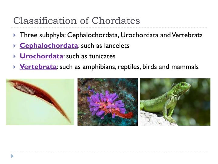 PPT - Phylum Chordata PowerPoint Presentation - ID:2178923