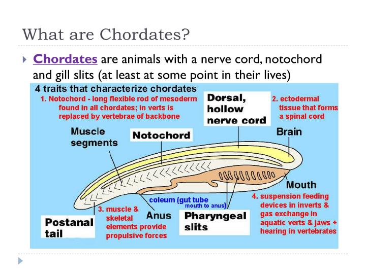 Chordata Phylum