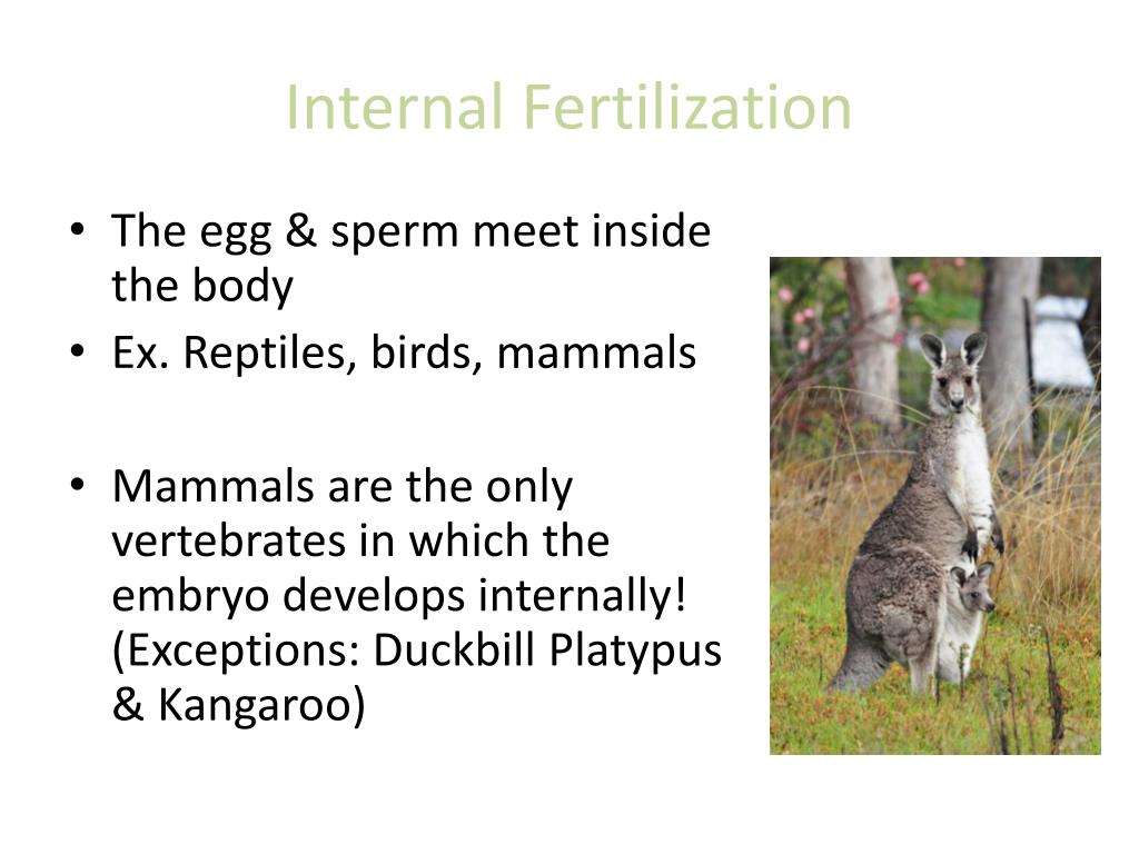 PPT - Section 6.3 : Kingdom Animalia pg. 182-197 Part 2 : VERTEBRATES ...
