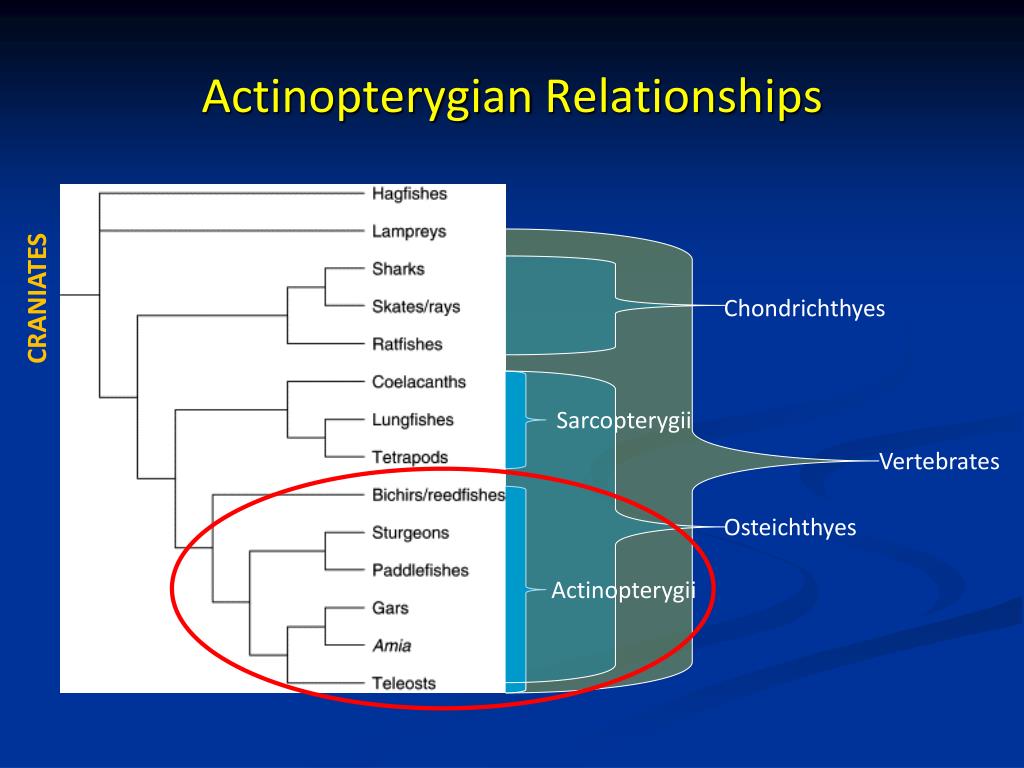 PPT - Actinopterygian Relationships I Biology of Fishes 9.20.2012 ...