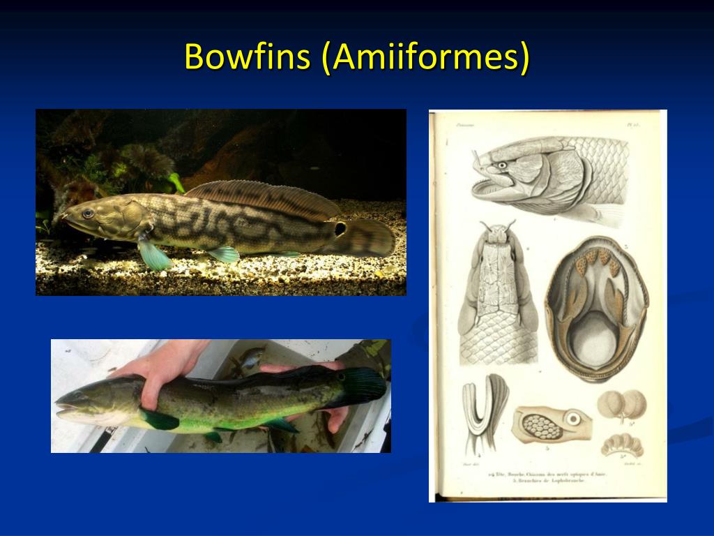 PPT - Actinopterygian Relationships I Biology of Fishes 9.20.2012 ...