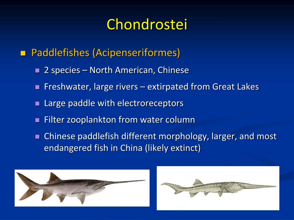 PPT - Actinopterygian Relationships I Biology of Fishes 9.20.2012 ...