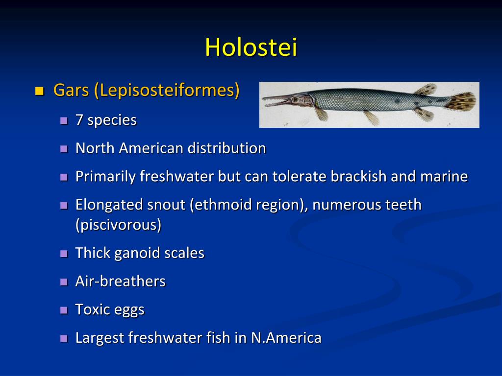 PPT - Actinopterygian Relationships I Biology of Fishes 9.20.2012 ...