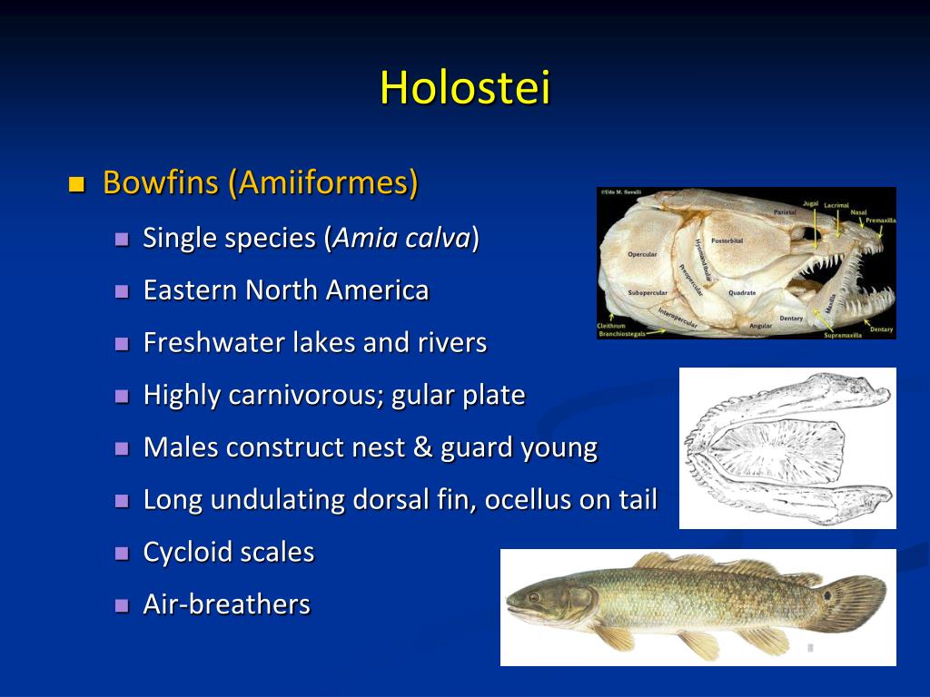 PPT - Actinopterygian Relationships I Biology of Fishes 9.20.2012 ...