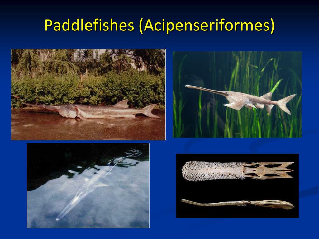 PPT - Actinopterygian Relationships I Biology of Fishes 9.20.2012 ...