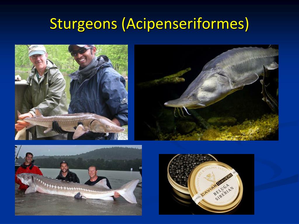 PPT - Actinopterygian Relationships I Biology of Fishes 9.20.2012 ...
