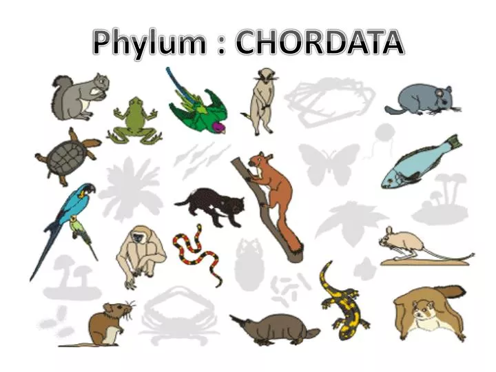 PPT - Phylum : CHORDATA PowerPoint Presentation, free download - ID:2179011
