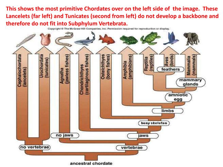 PPT - Phylum : CHORDATA PowerPoint Presentation - ID:2179011