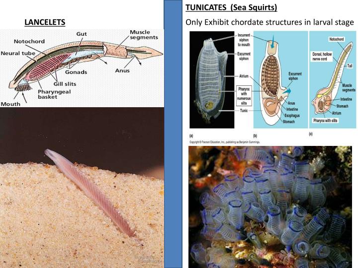 PPT - Phylum : CHORDATA PowerPoint Presentation - ID:2179011